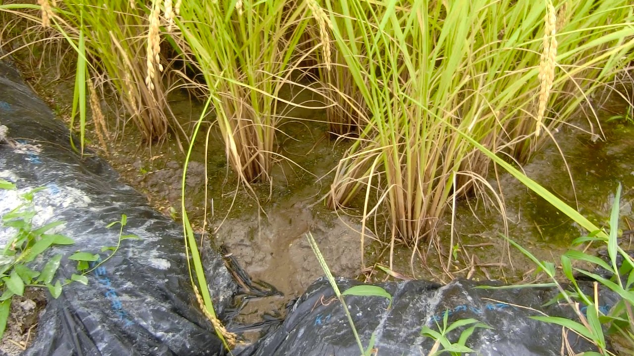 Rice Field flood Irrigation at Takayama Japan - YouTube