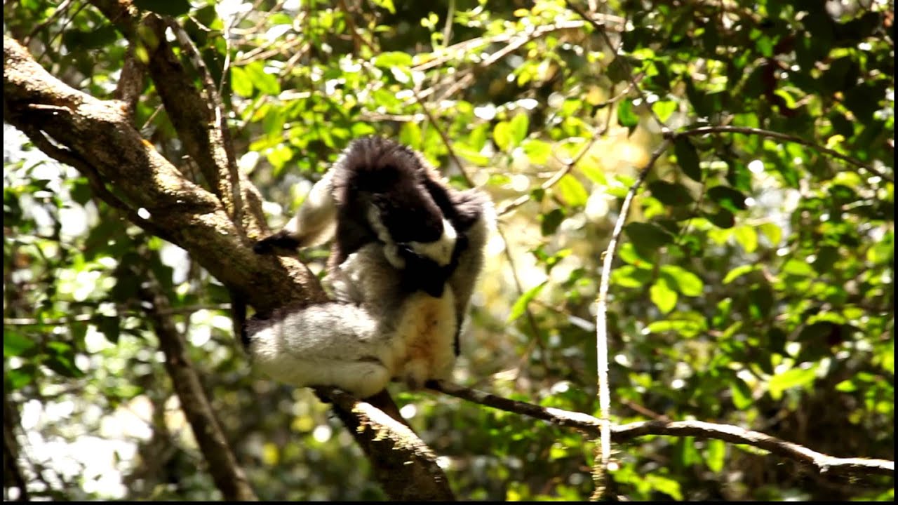 Indri Indri Lemur Pooping - YouTube