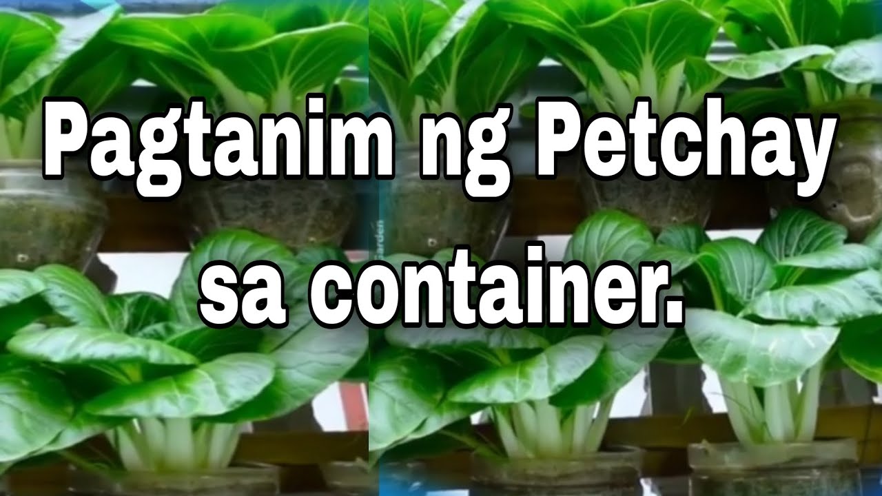 Pagtanim ng Petchay sa Container Madaling Pamamaraan ng Pagtanim. - YouTube
