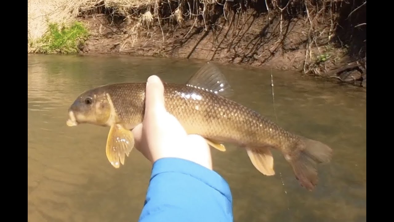 SOLO FLY FISHING TRIP WI DRIFTLESS - YouTube