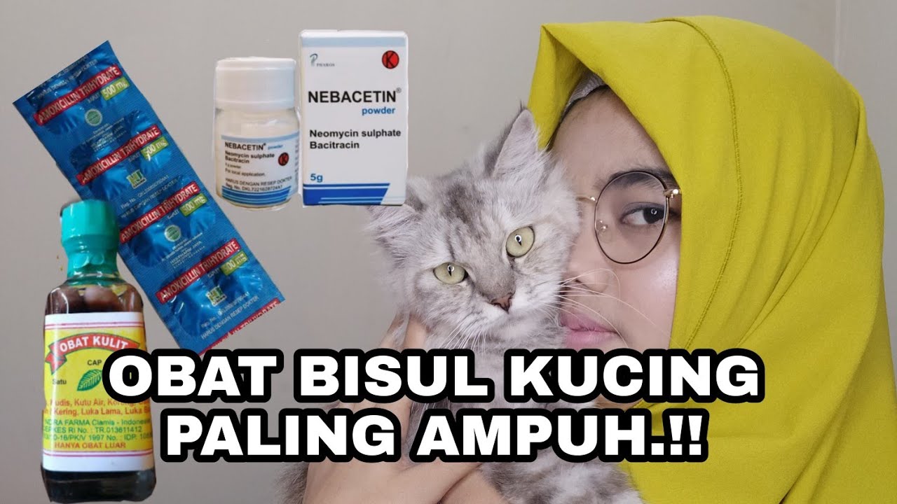 OBAT BISUL KUCING PALING AMPUH.!! 7 HARI LANGSUNG KERING.!! - YouTube