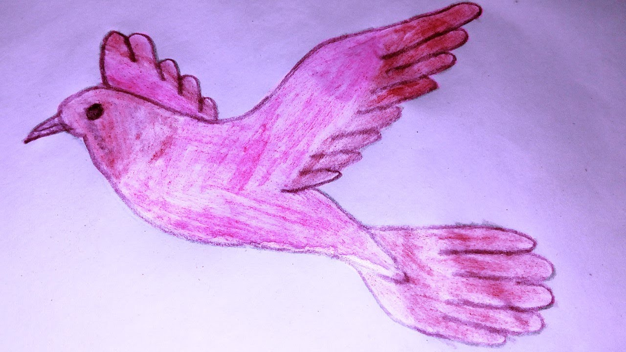 How to draw a pigeon | How to Draw a Pigeon Flying Step by Step | 4 ...