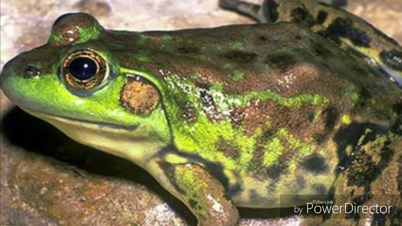 Mink Frog Sound Tutorial - YouTube