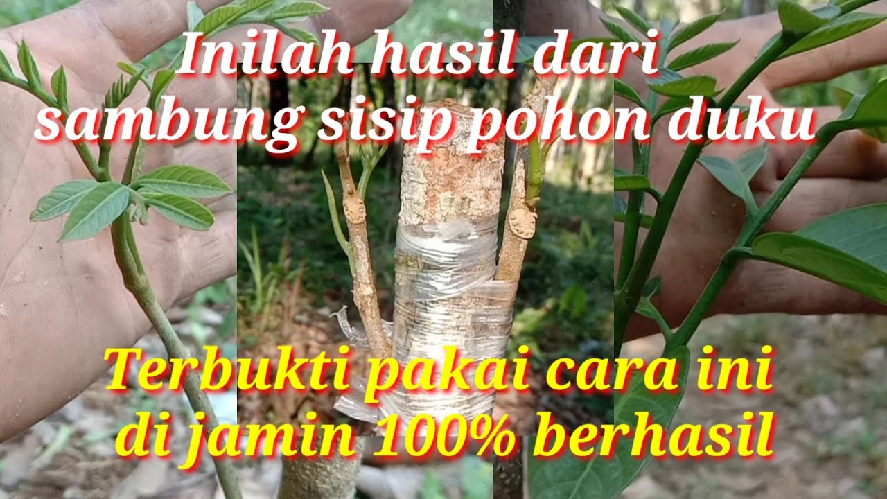Terbukti pakai metode sambung sisip hasil nya joss. - YouTube