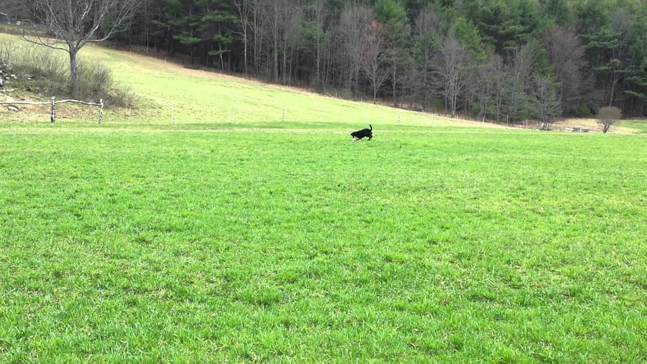 Puma Retrieving Real Dead Birds - YouTube