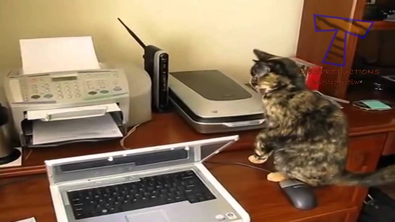 Cats vs printers Funny and cute cat compilation - YouTube