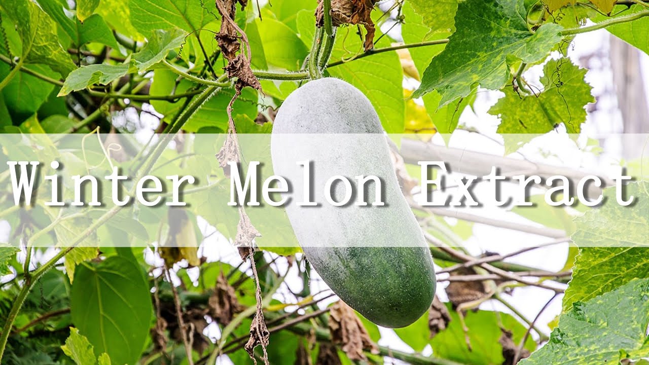 Factory Winter Melon Juice Powder 100% Pure Organic Winter Melon ...