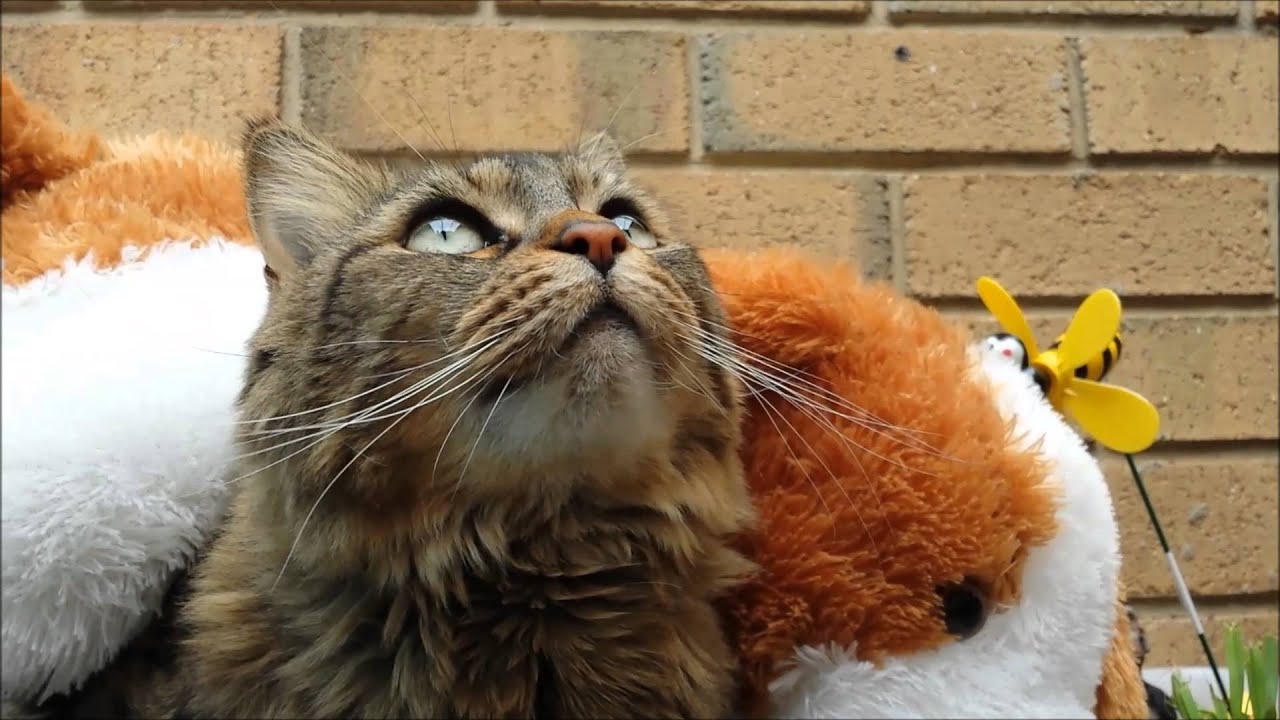 Roxy Cat Keeping Warm - YouTube