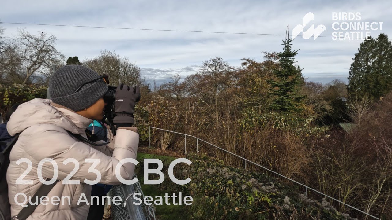 Seattle Birds Connect: 2023 Christmas Bird Count - YouTube