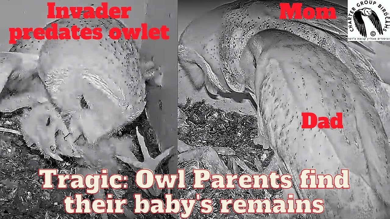 When Nature Strikes: Owl Parents Discover Their Baby Was Predated ...