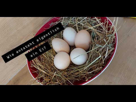 Wie entsteht ein Ei? - YouTube