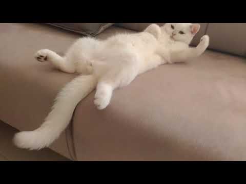 Yavru Kedi Leo yu Rahatsız Etmeyin Uyuyor