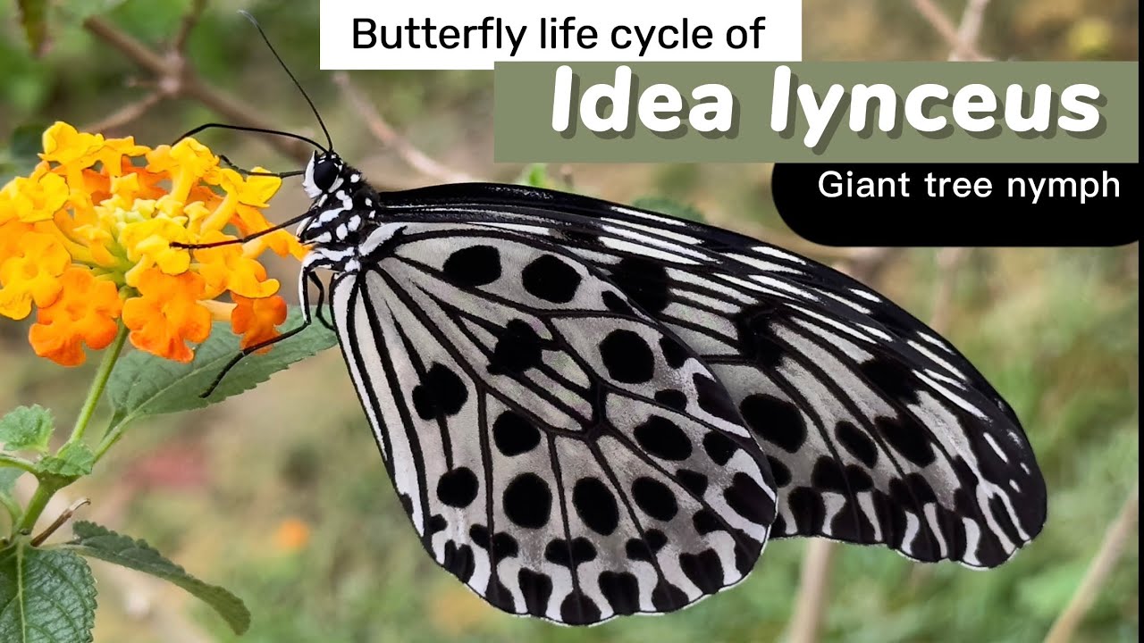 Butterfly life cycle of Idea lynceus (Tree nymph) #butterfly #lifecycle ...