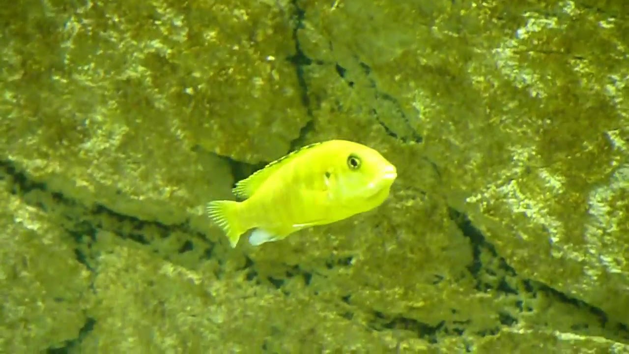 Labidochromis Caeruleus (Yellow Lab) Pregnant Female - YouTube