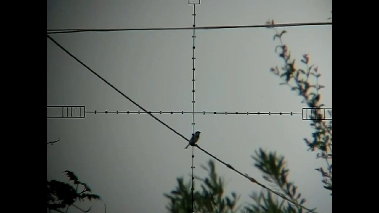 House sparrow Hunting for Airguns 2019 by Honey Hunter - YouTube