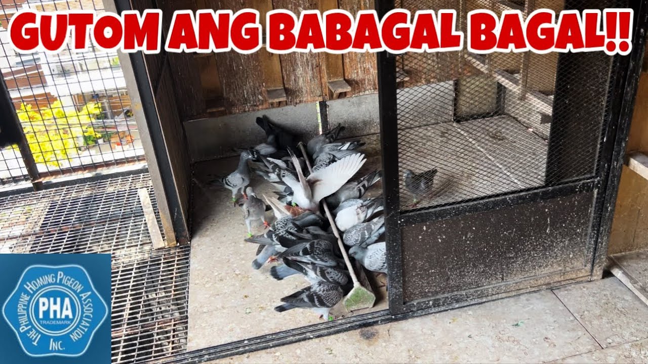 IBA TALAGA LAKAS PAG WING MASTER NA PATUKA!! - YouTube