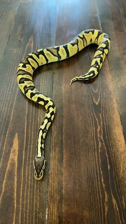 The amazing pastel zebra ball python!!! 🔥 🔥 🔥 - YouTube
