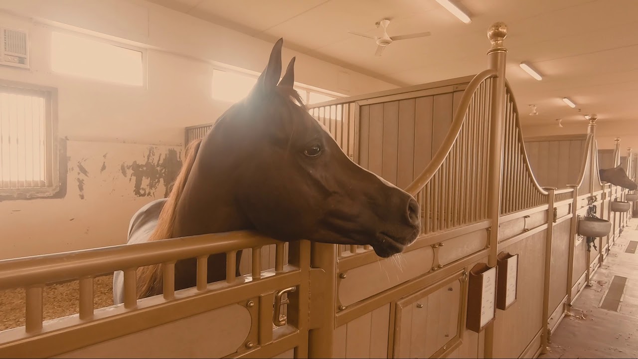 Dubai Stud - Inside barn - YouTube