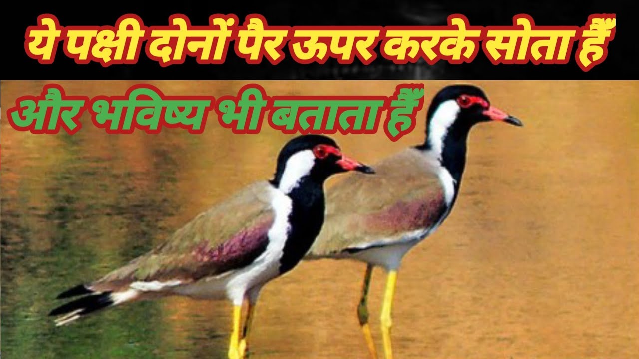 ये पक्षी दोनों पैर ऊपर करके सोता हैँ || Tithari Bird #news #birds - YouTube
