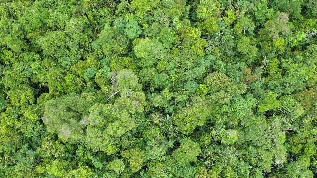 Peat forest trees blowing in the breeze - YouTube