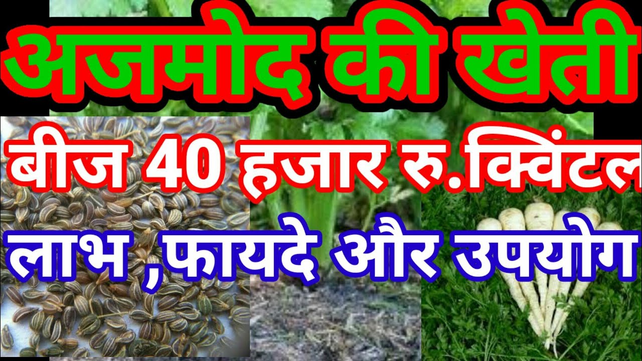 अजमोद की खेती।ajmod का चूर्ण के फायदे।अजमोद के फायदे।औषधीय पौधे ...