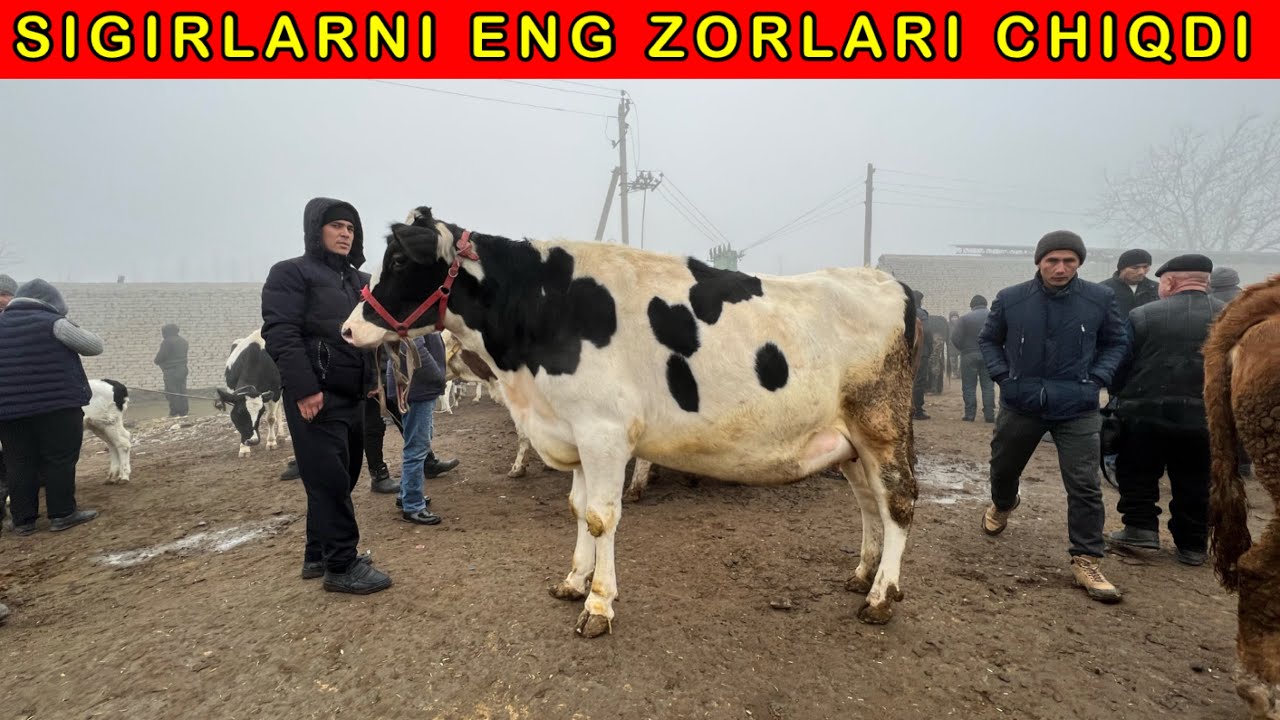 SIGIR OLMOQCHI BOLSANGIZ YANGIQORGONGA KELING. Sigirlarni eng ARZON ...