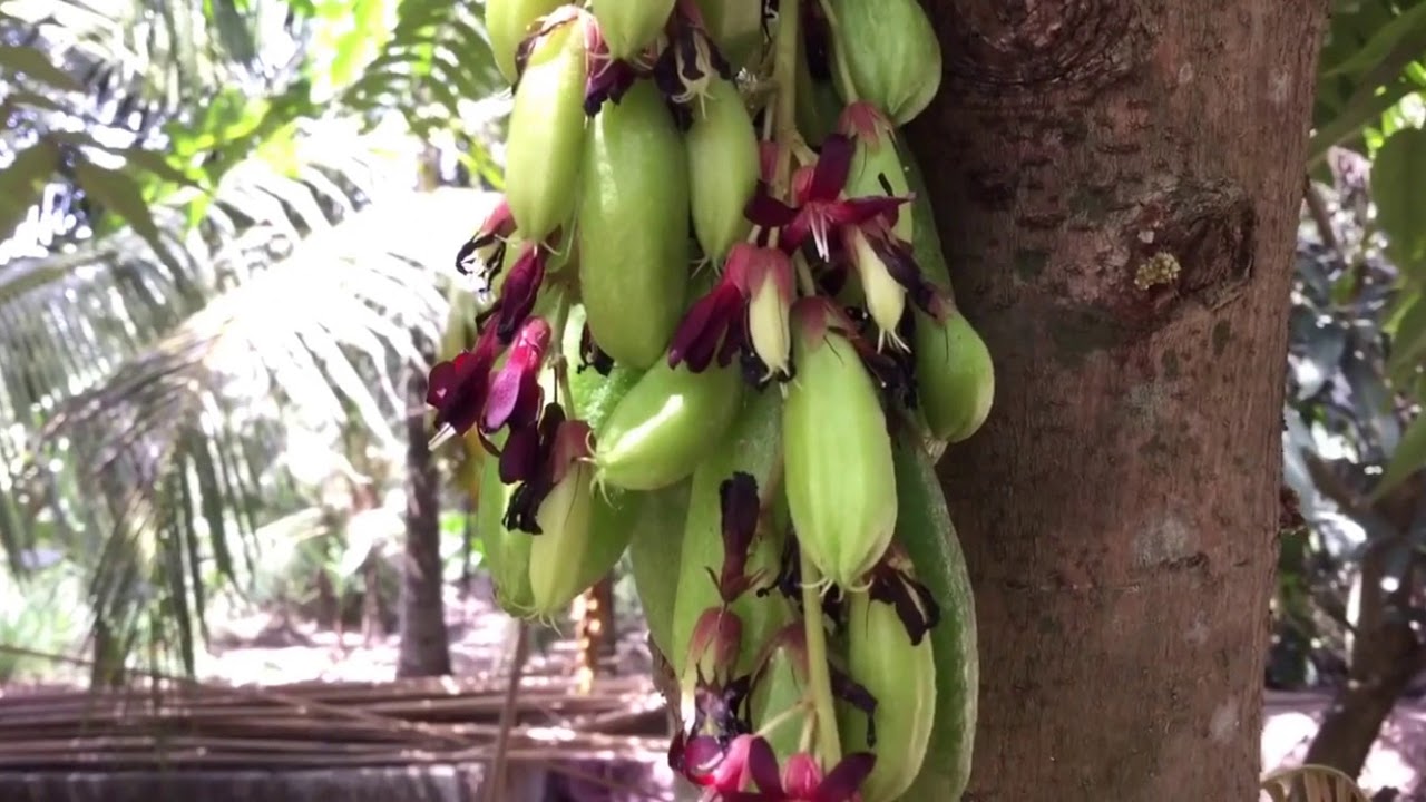 Averrhoa bilimbi - YouTube