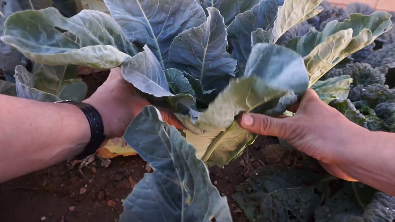 Evolucion de las coliflores, como proteger y cuidados de la flor de la ...