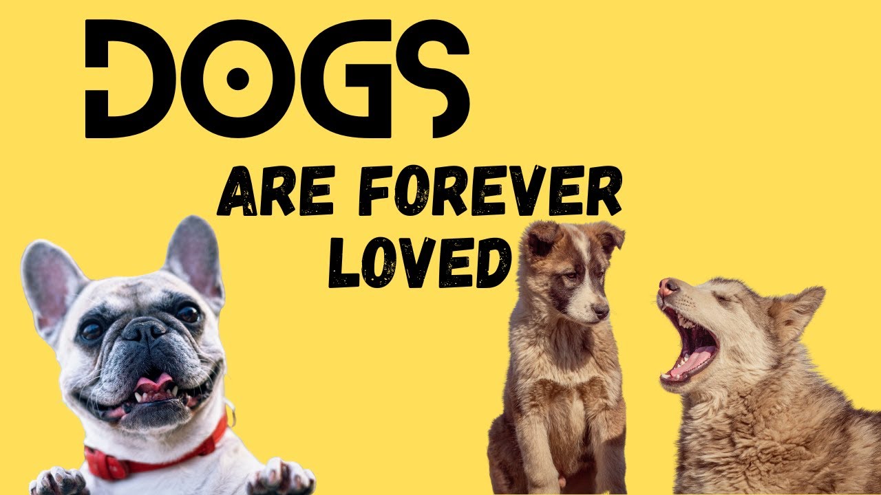 Forever Laughing: Funny Dog Moments That Will Melt Your Heart Moments ...