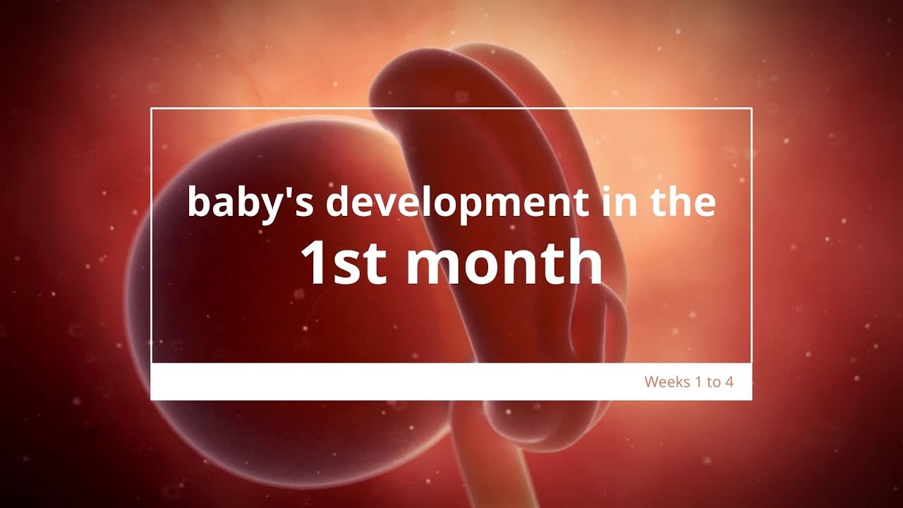 Baby's Development in Month 1 of Pregnancy | Pre-embryonic Growth and ...