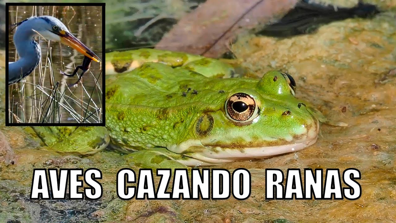 Garza real y cigüeñas cazan ranas en un humedal - YouTube