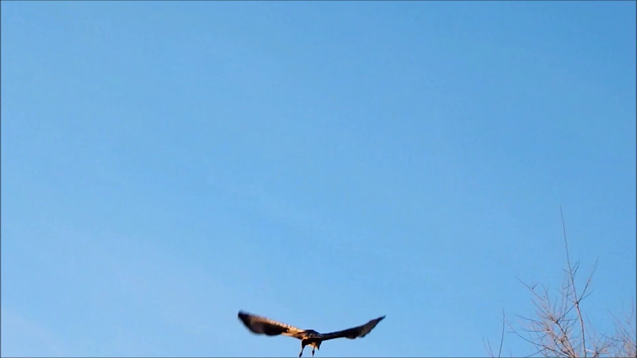 Starlings Chased off by Red-tailed Hawk~Backyard Birding - YouTube