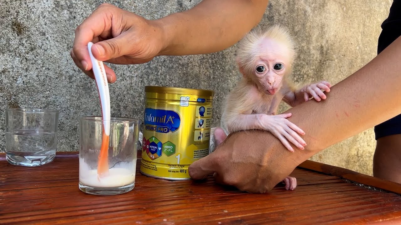 Baby monkey Annie wants to be hugged by dad - YouTube