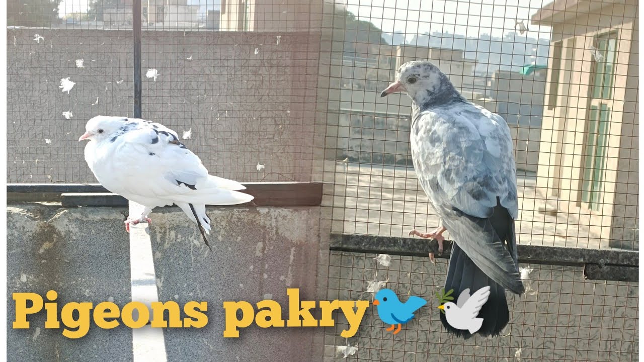 Aj Suba ka time EK baby or EK bara pigeon pakra🐦🕊️ - YouTube
