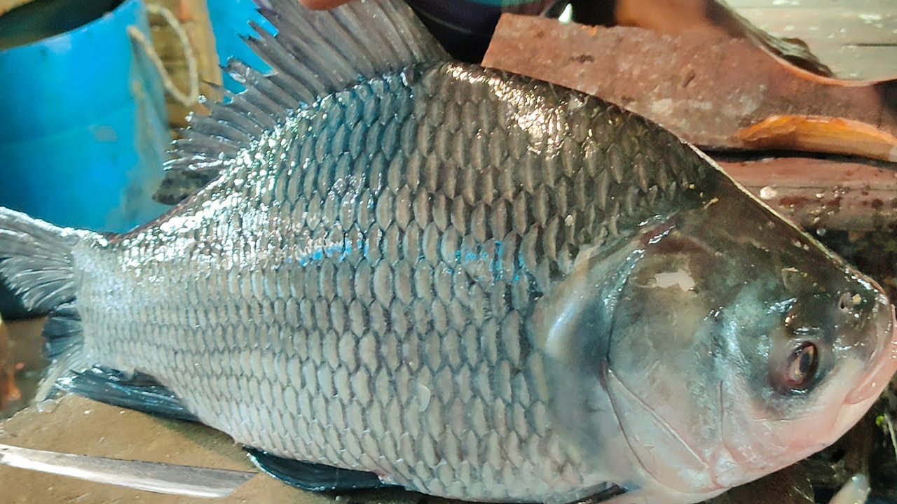 🔥 Fresh Katla fish cutting Live In Fish Market 🔪 Fish Cutting Skills ...