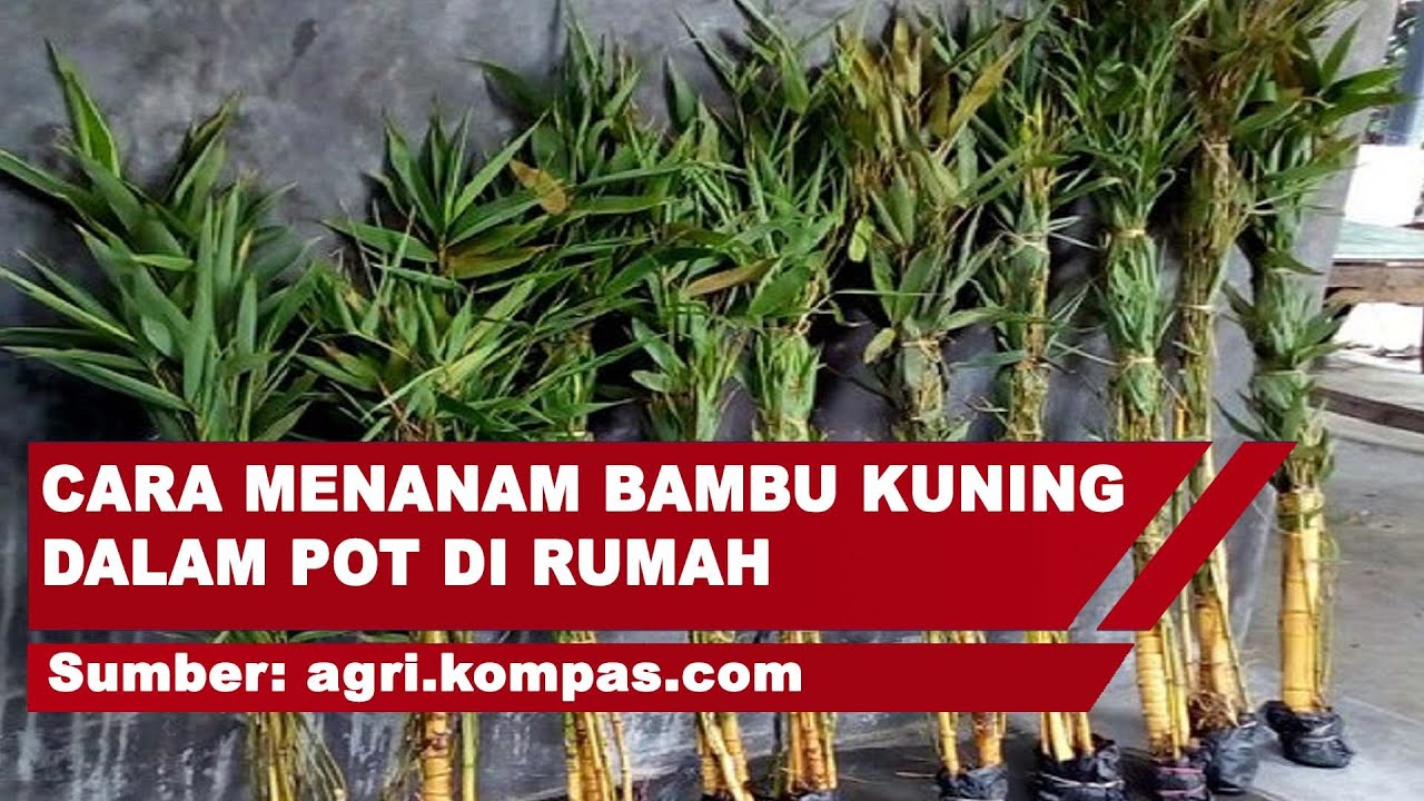 Cara Menanam Bambu Kuning untuk Menjadi Tanaman Hias Di Rumah || cara ...