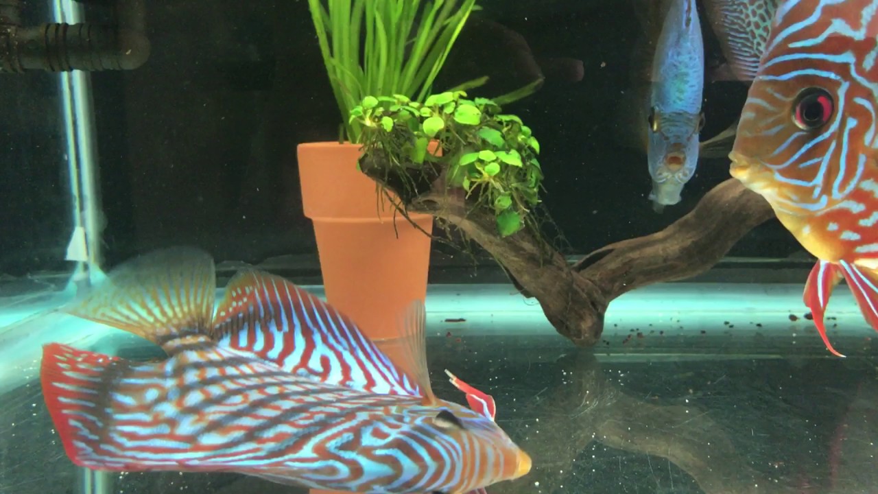 Discus - Swim bladder problem - YouTube