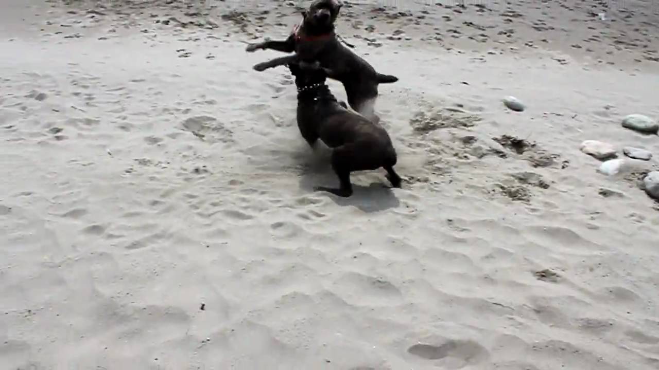 Cane Corso dogs growl and play fight. They sound so vicious!( but they ...