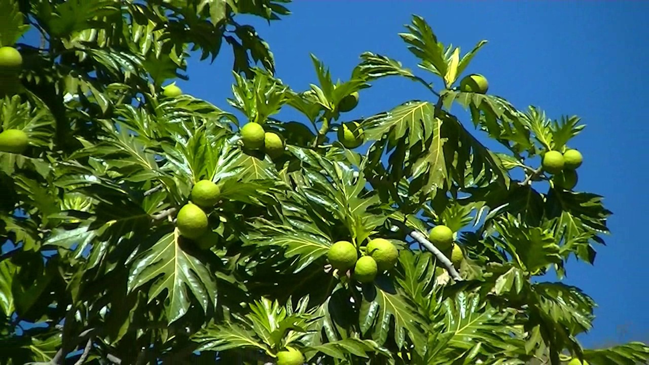 Árvore Fruta-pão - Coisa do Sertão - YouTube