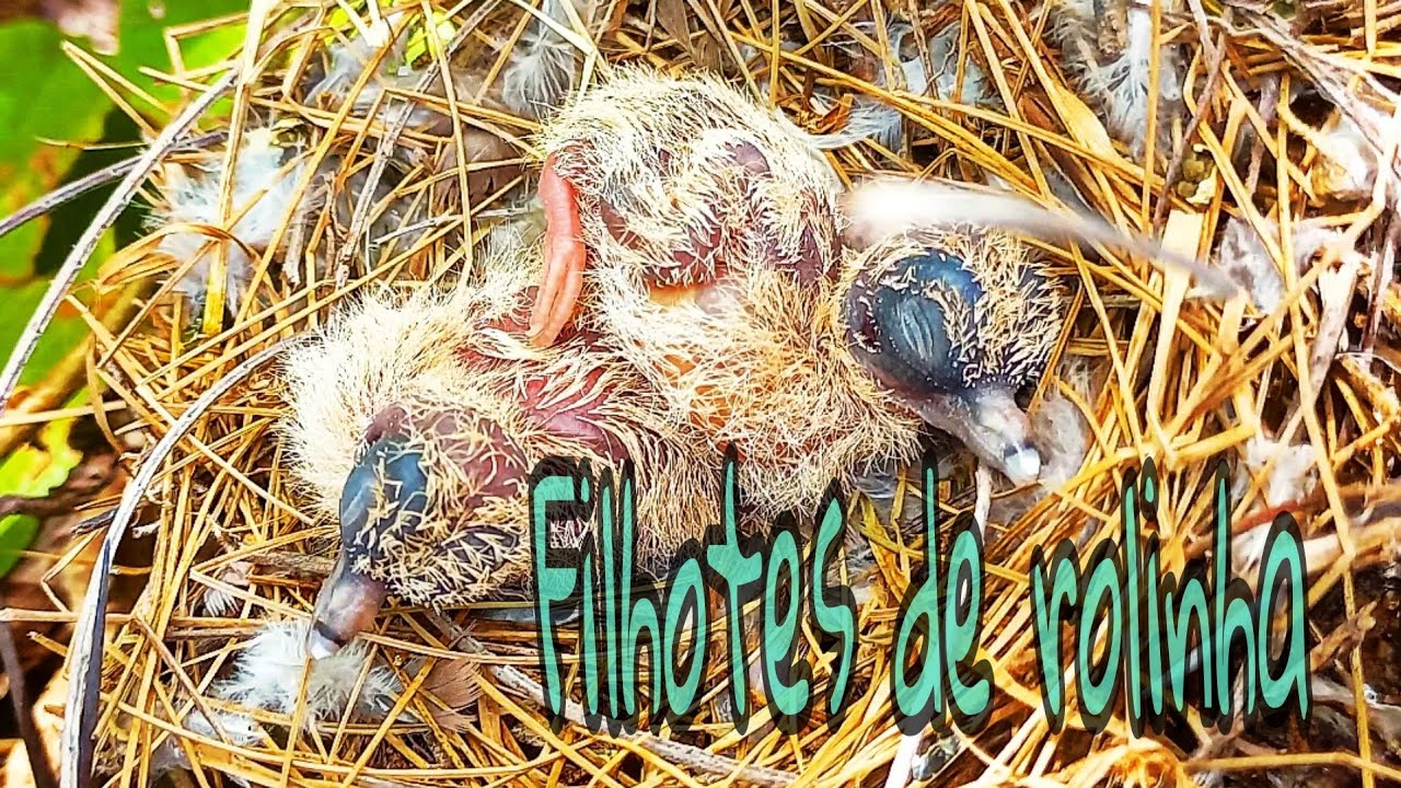 Ninho de rolinha com Filhotes recém nascido! admirador dos animais ...