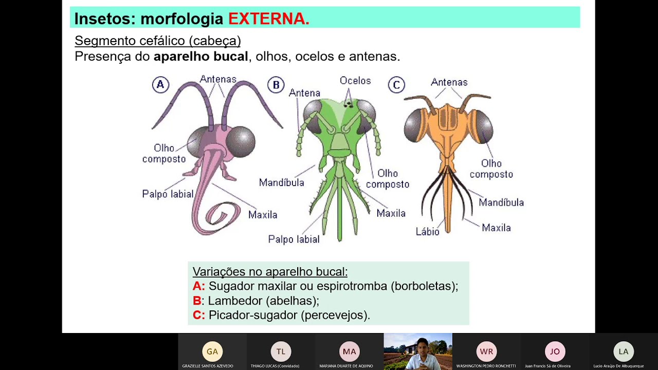 AULA 1 - Introdução ao estudo dos insetos (morfologia e desenvolvimento ...