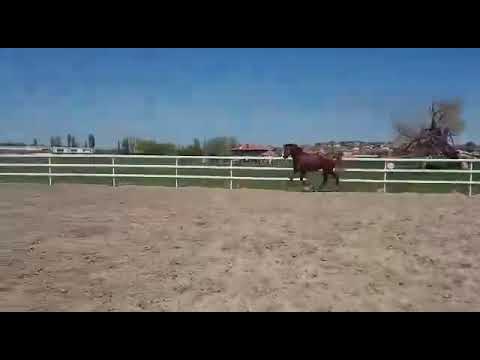 SAFKAN ARAP ATI - SATILIK ARAP ATLARI