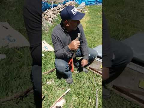 ŞEKER VERMEDEN ARI BAL YAPARMI?