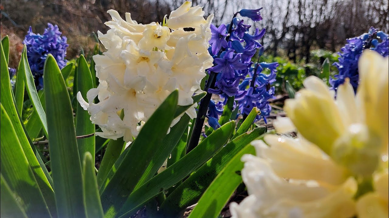 Glorious Early Spring 2024 - YouTube