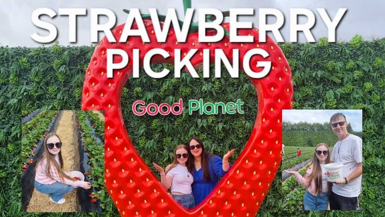 Strawberry Picking At Good Planet Auckland New Zealand - YouTube