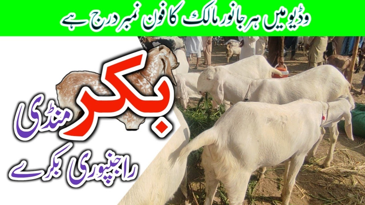 Mandi rate|| Bakra Mandi||manasib price||Last chance faheem Rana - YouTube