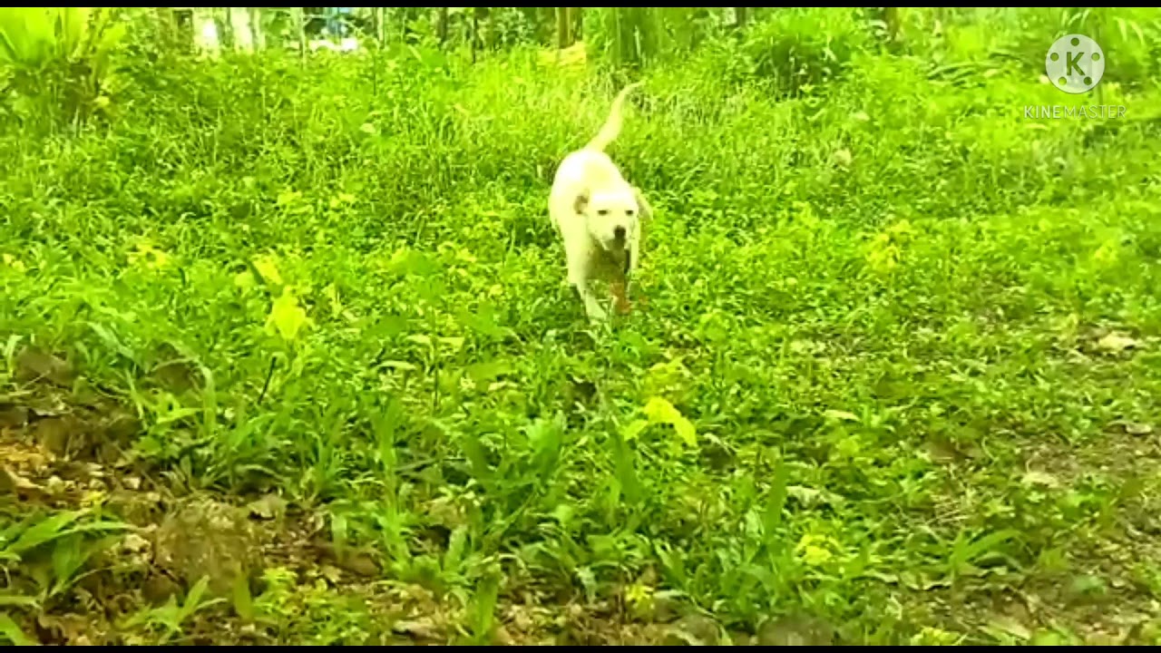 nadan dog mass status 🐕🐕🐕 - YouTube