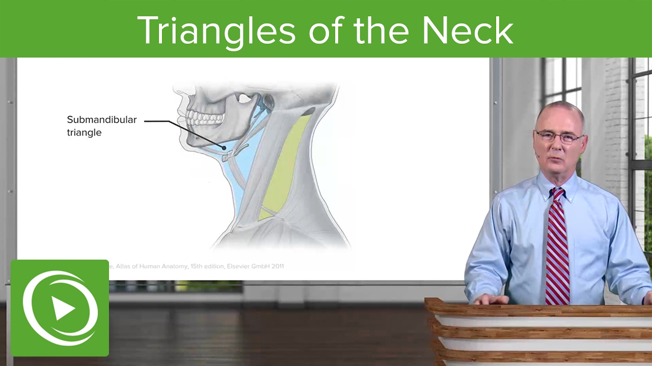 Triangles & Subdivisions of the Neck – Head and Neck Anatomy | Lecturio ...