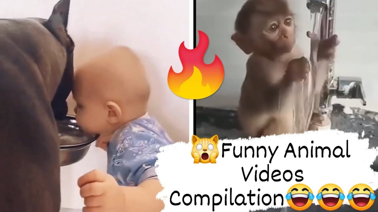 🙀Funny Animal Videos Compilation 🙊🐶🐱🐸🐣🐑🐯 - YouTube
