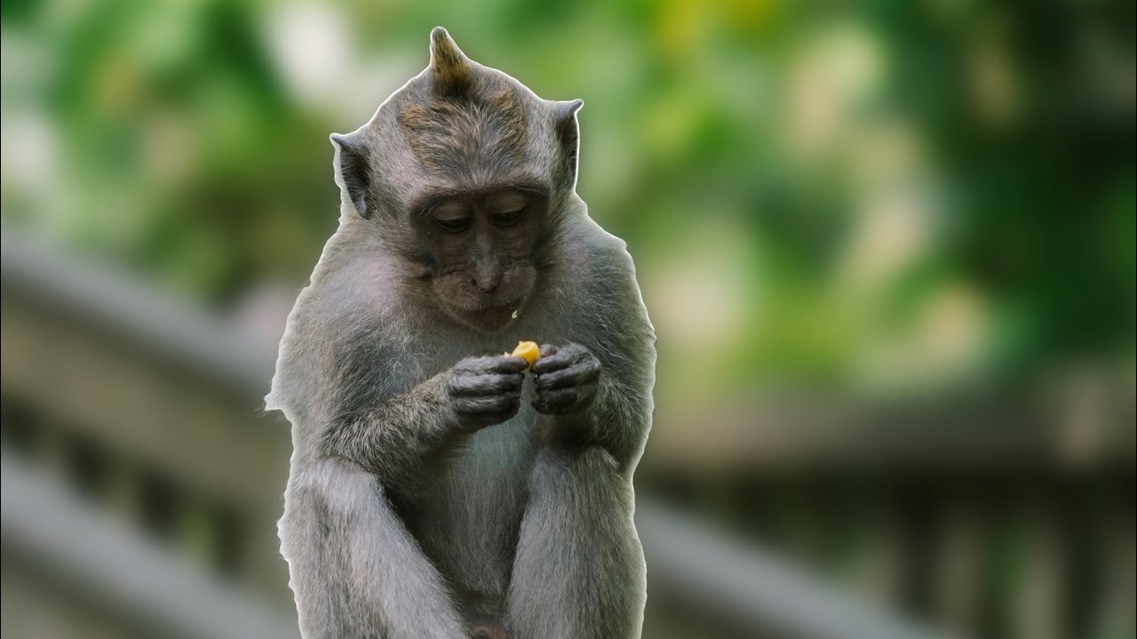 MONKEYS MUNCHING | a little treat for everyone monkeys crunching on ...